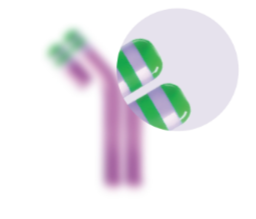 IgG4-RD Mechanism of Action | UPLIZNA® (inebilizumab-cdon) for HCPs